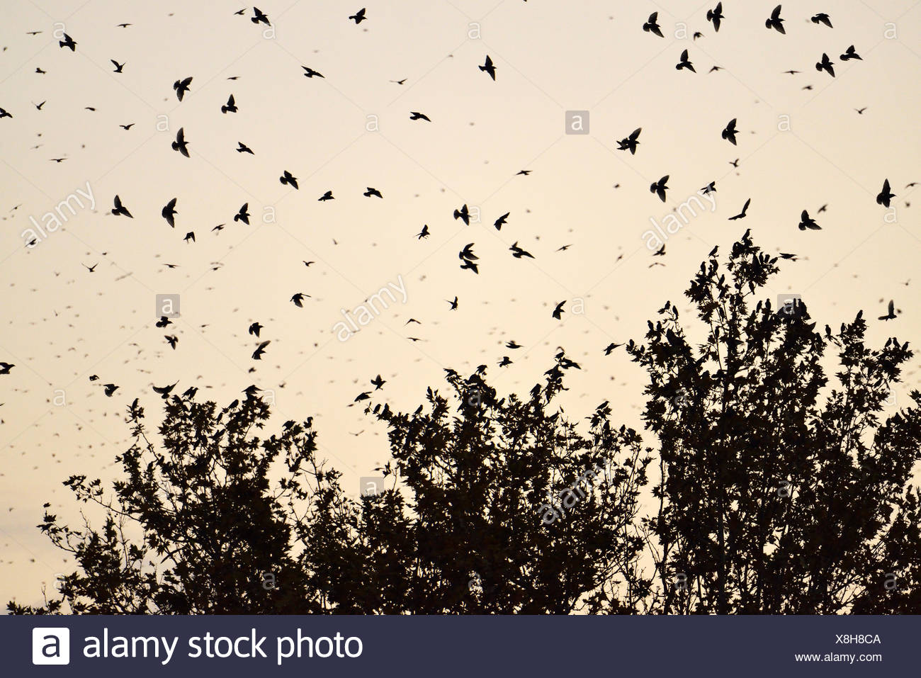 Tree Low Angle High Resolution Stock Photography and Images - Alamy