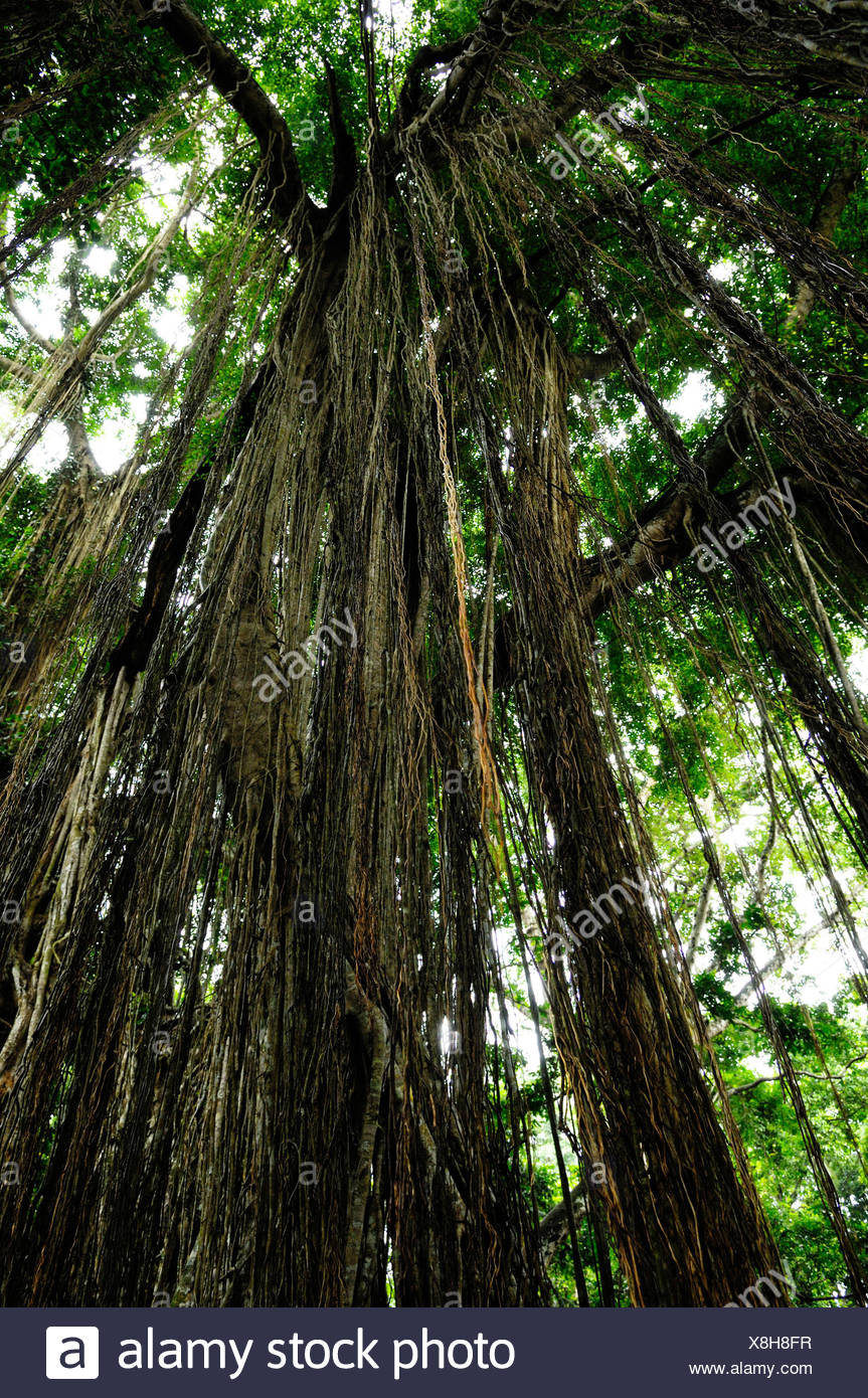 The Banyan High Resolution Stock Photography and Images - Alamy
