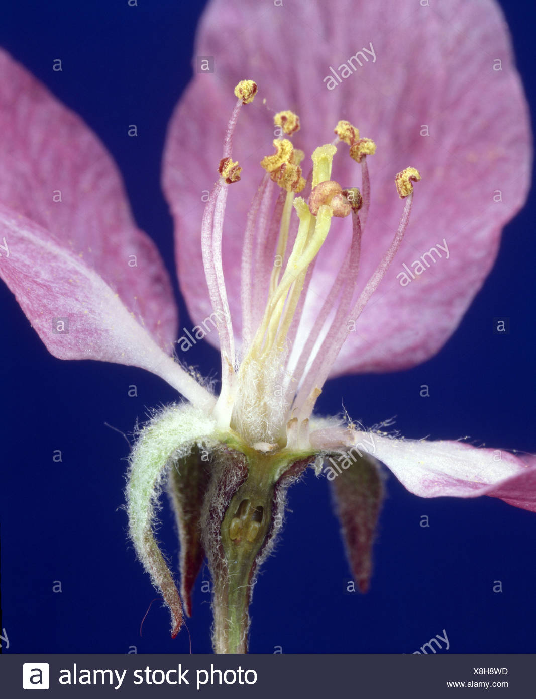 Apple Flower Blossom Ovary High Resolution Stock Photography and Images ...