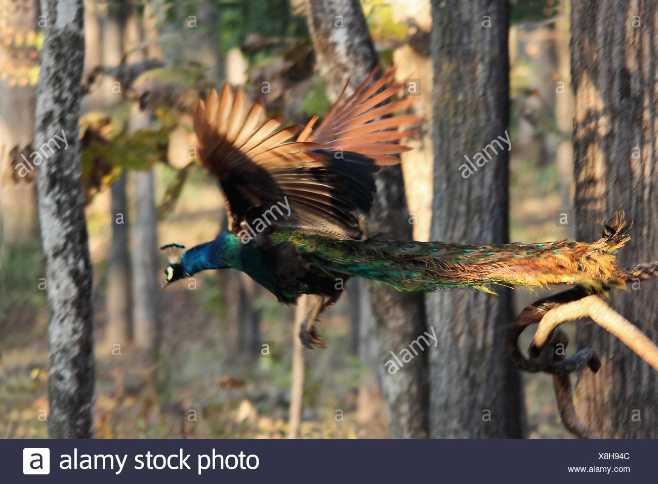 Pench Peacock High Resolution Stock Photography and Images - Alamy