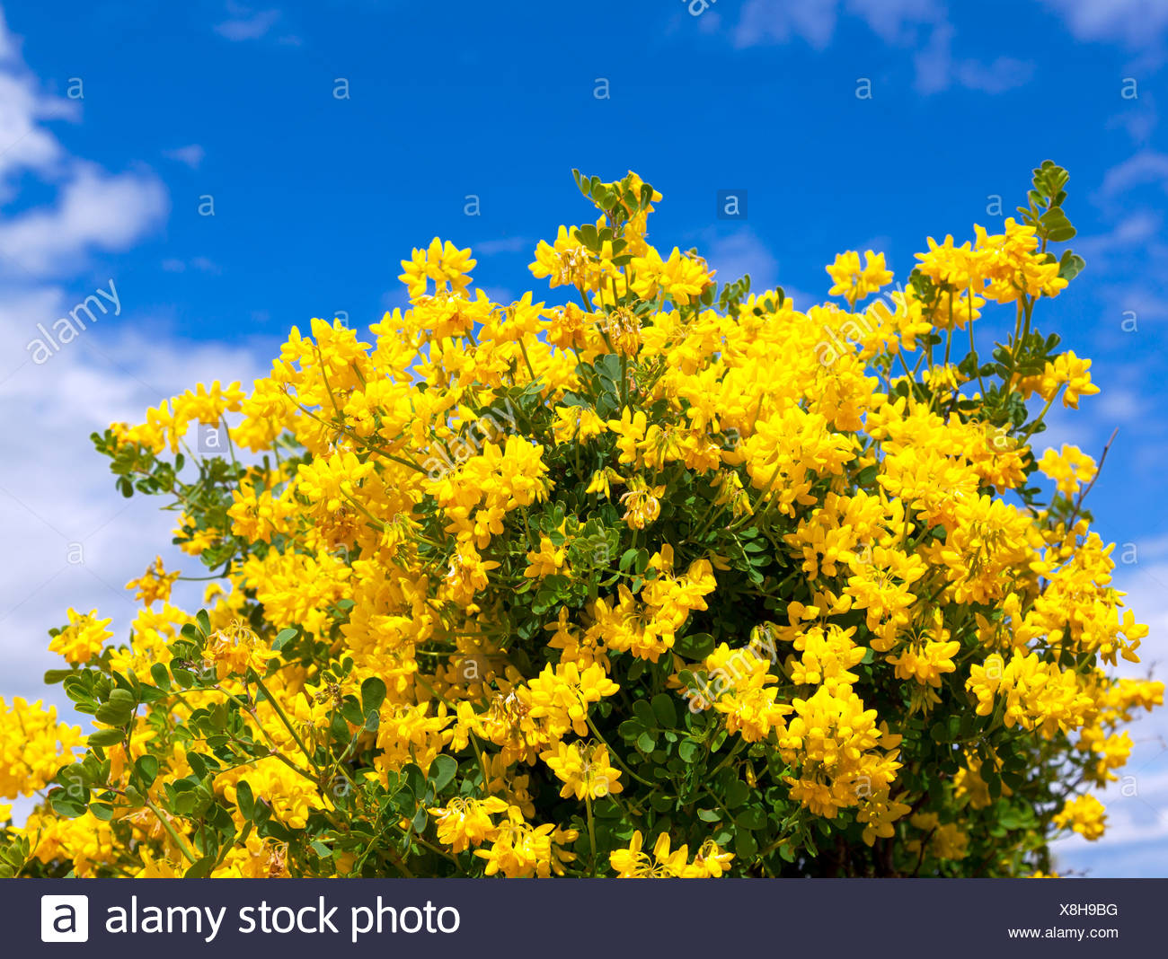 Buttercup Bush High Resolution Stock Photography and Images - Alamy