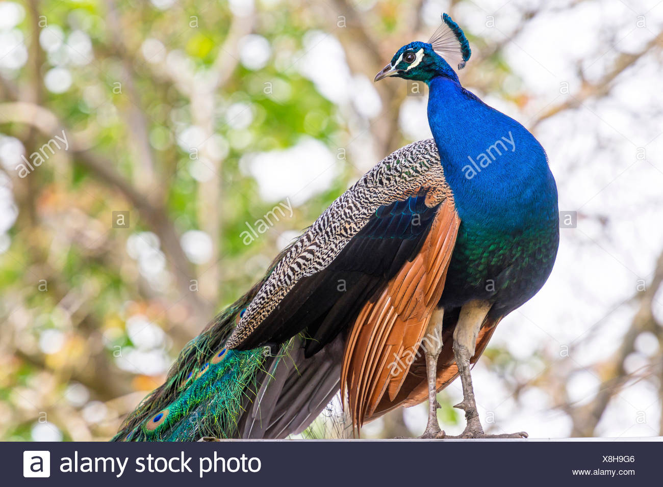 Roosting Place Stock Photos & Roosting Place Stock Images - Alamy