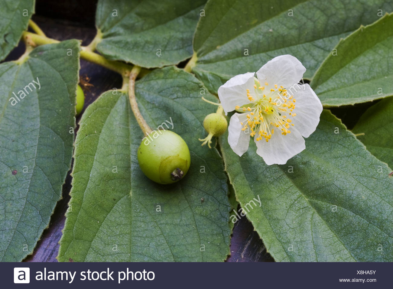 Panama Cherry High Resolution Stock Photography and Images - Alamy