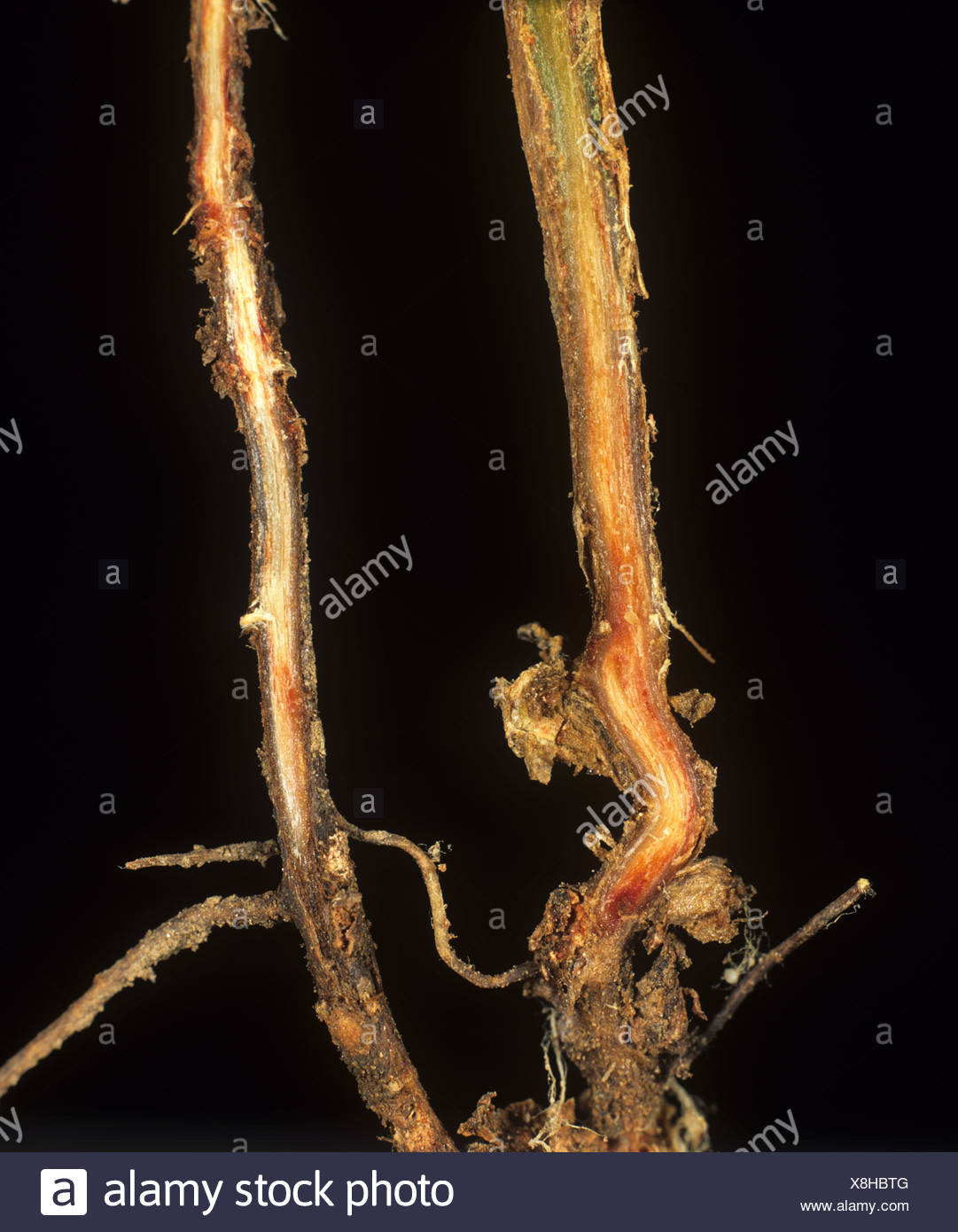 Fusarium Fungus High Resolution Stock Photography and Images - Alamy