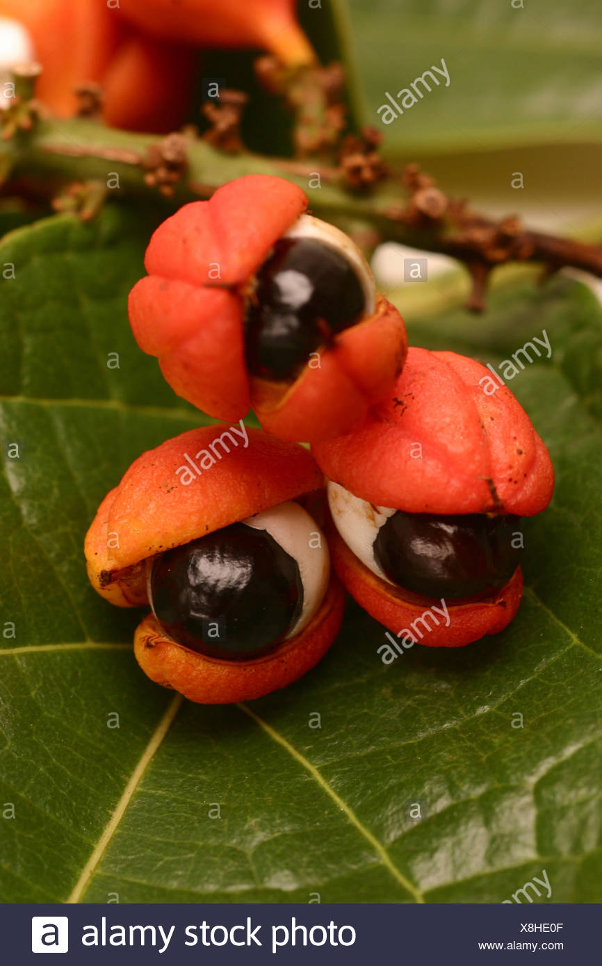 Guarana Plant Stock Photos & Guarana Plant Stock Images - Alamy