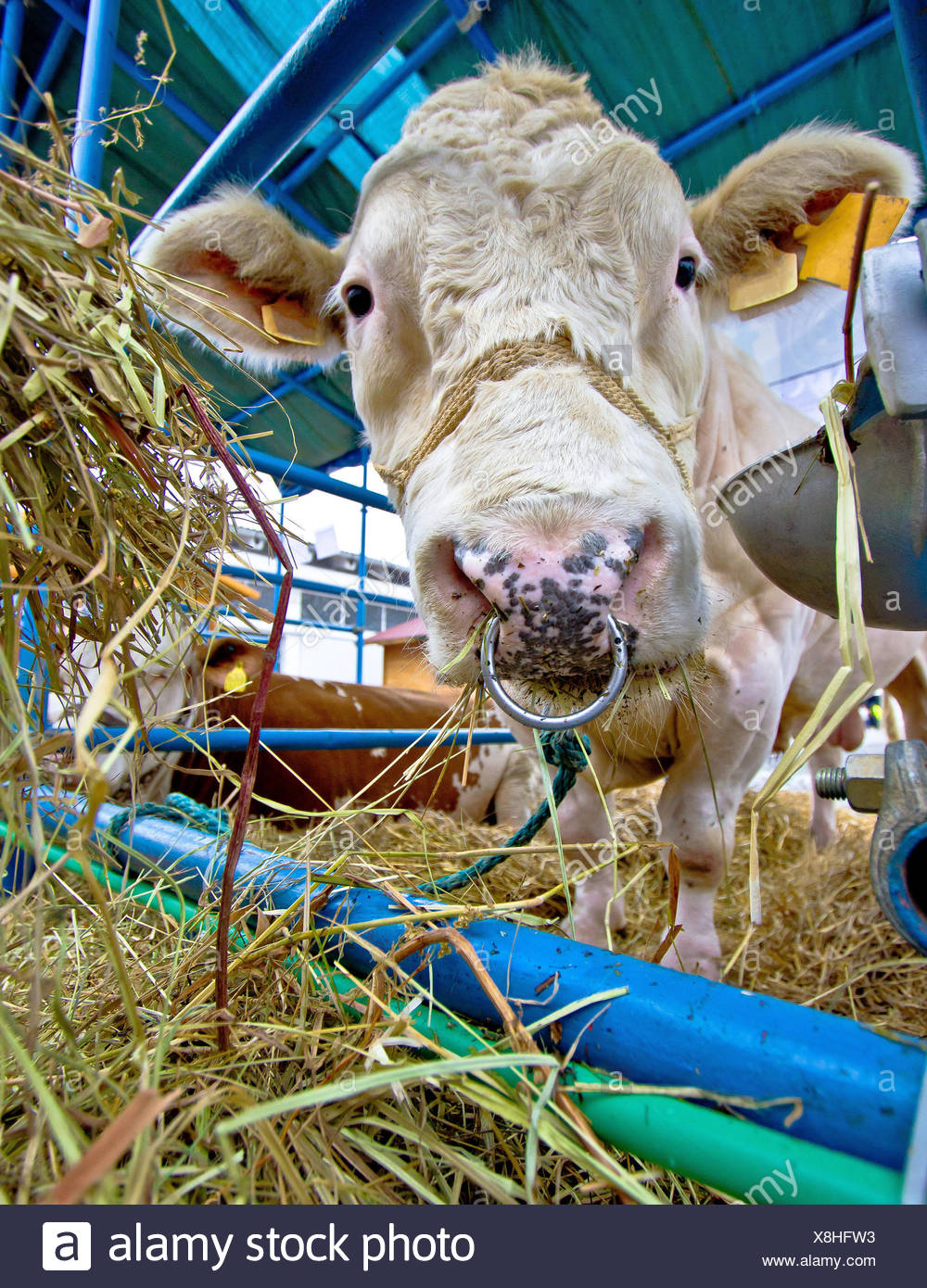 Simmental Bull Stock Photos & Simmental Bull Stock Images - Alamy