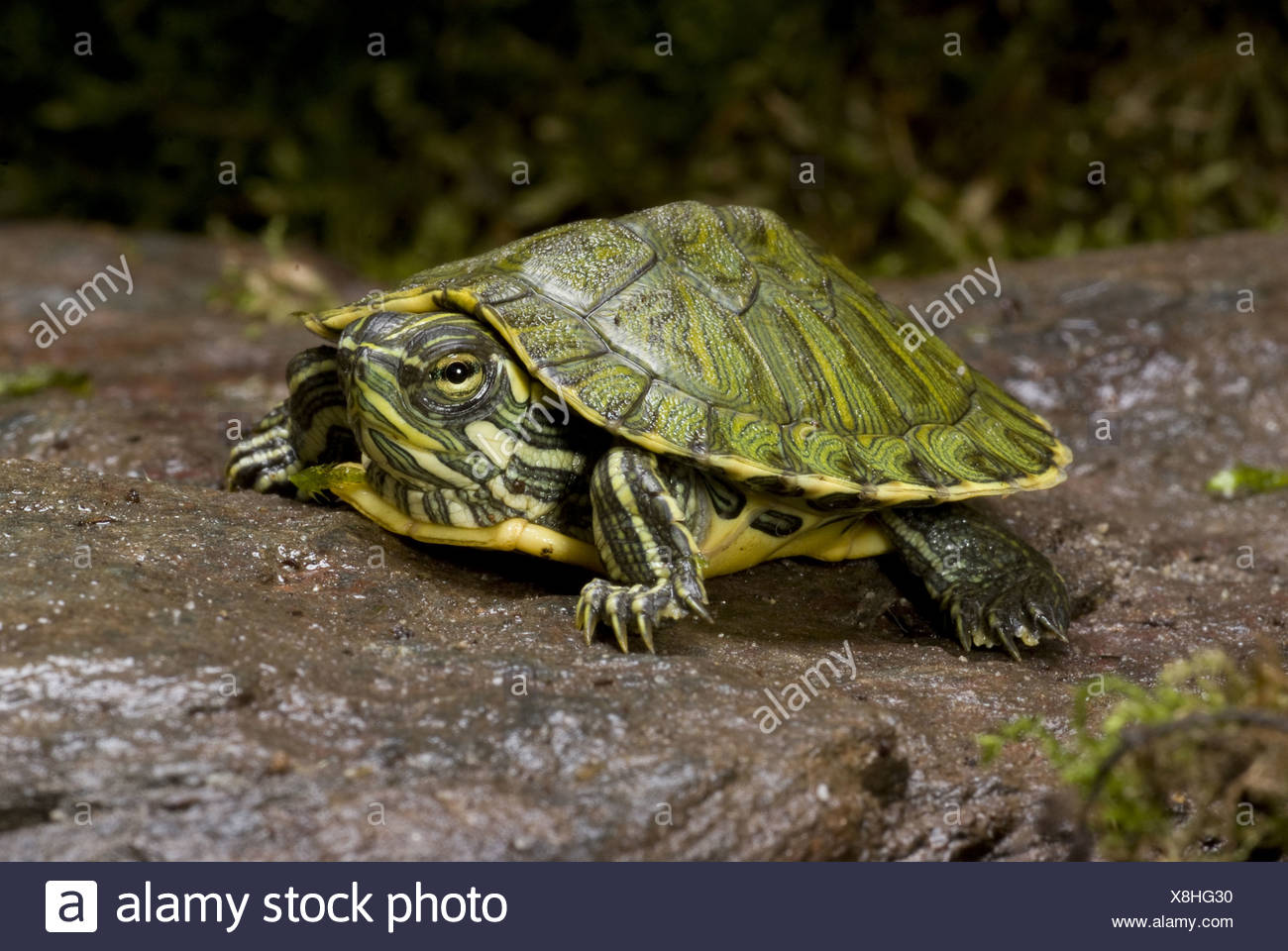 Cumberland Slider Turtle High Resolution Stock Photography and Images ...