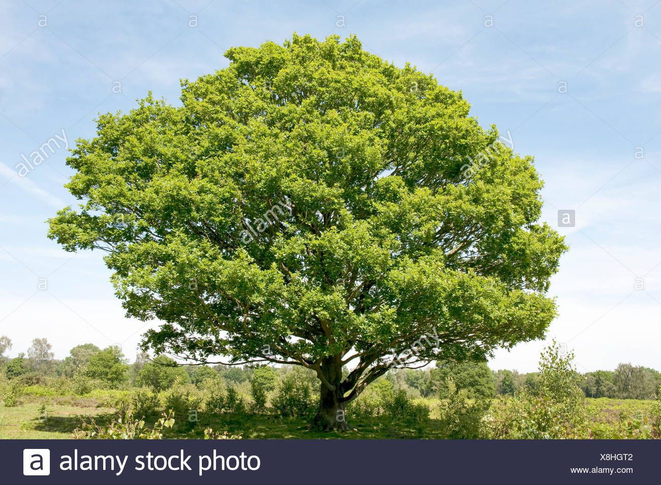Quercus Robur Uk High Resolution Stock Photography and Images - Alamy