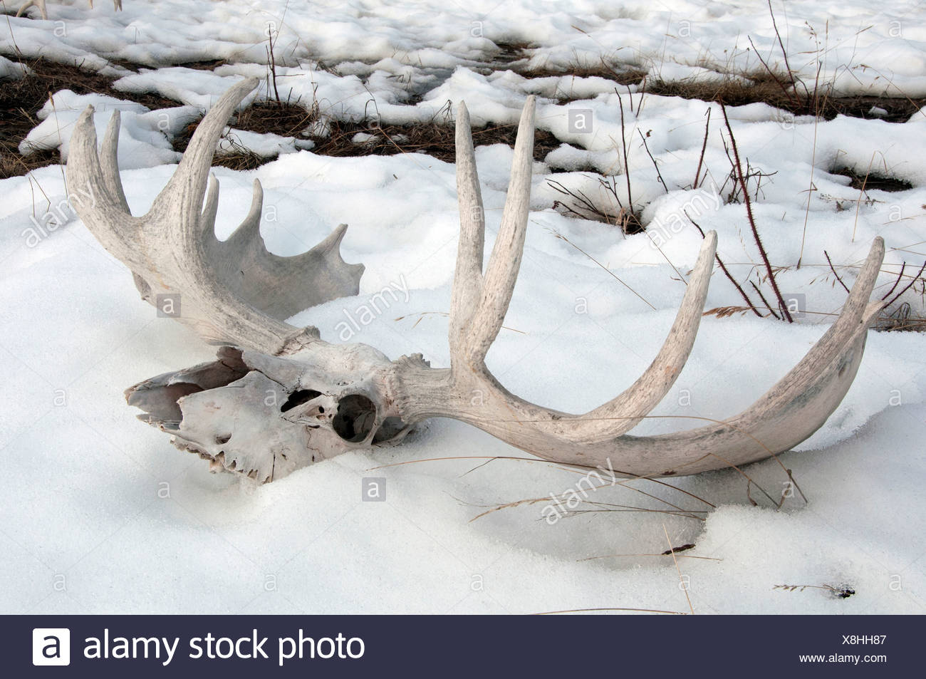 Moose Bones High Resolution Stock Photography and Images - Alamy