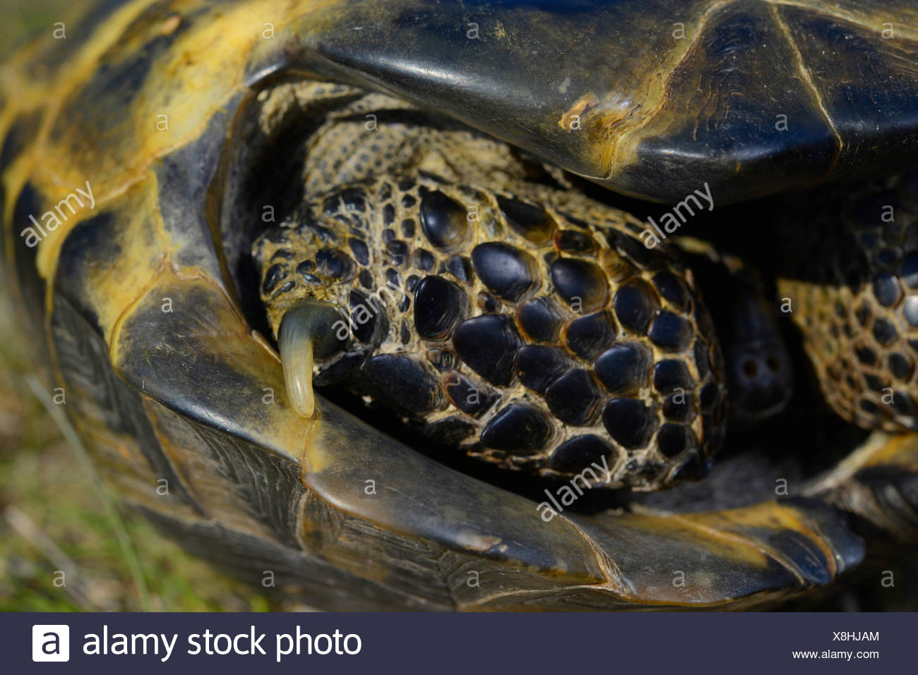 Tortoise Shells High Resolution Stock Photography and Images - Alamy