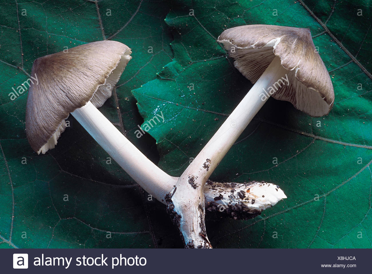 Termitomyces High Resolution Stock Photography and Images - Alamy