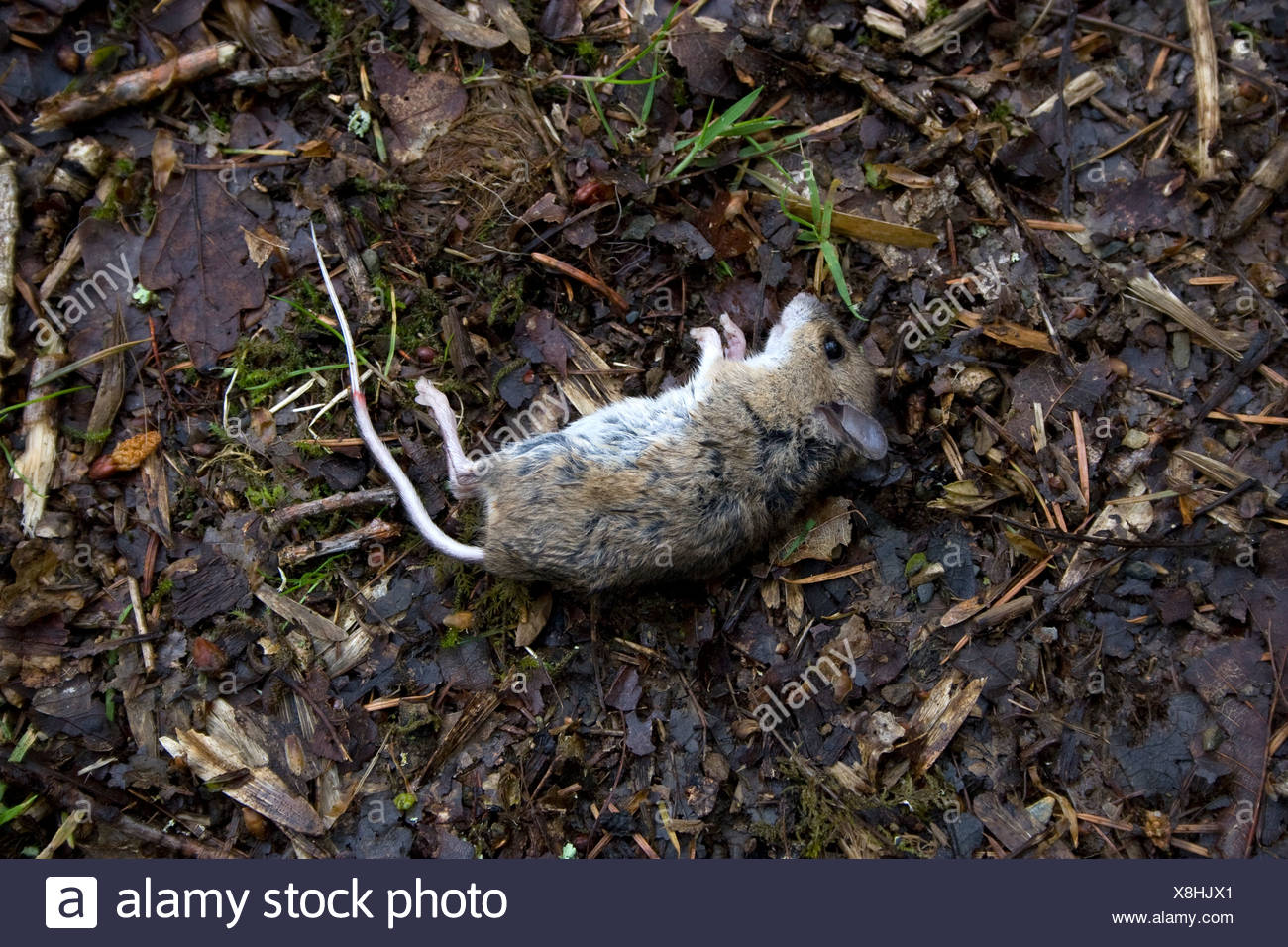 Dead Rodent Stock Photos & Dead Rodent Stock Images - Alamy
