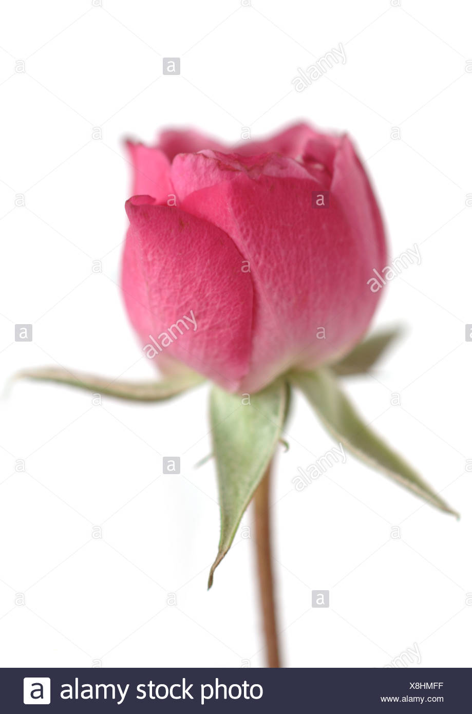 Rose Sepal Stock Photos & Rose Sepal Stock Images - Alamy