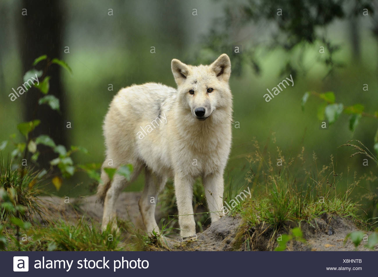 White Wolf Cub High Resolution Stock Photography and Images - Alamy
