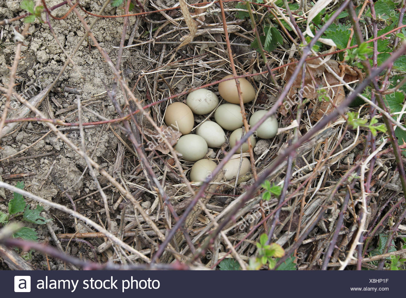 Partridge Eggs High Resolution Stock Photography and Images - Alamy