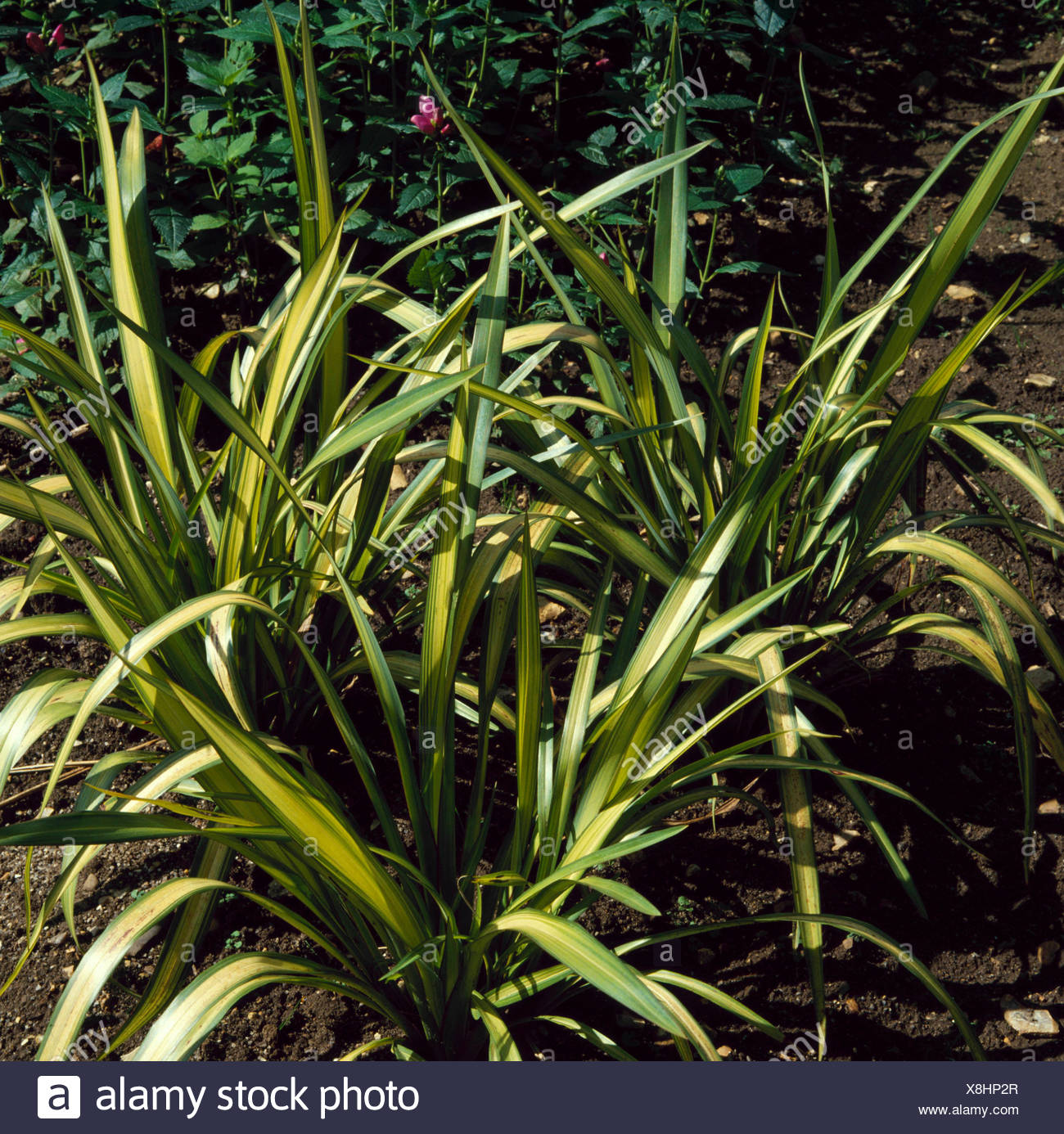 Phormium Yellow Wave High Resolution Stock Photography and Images - Alamy