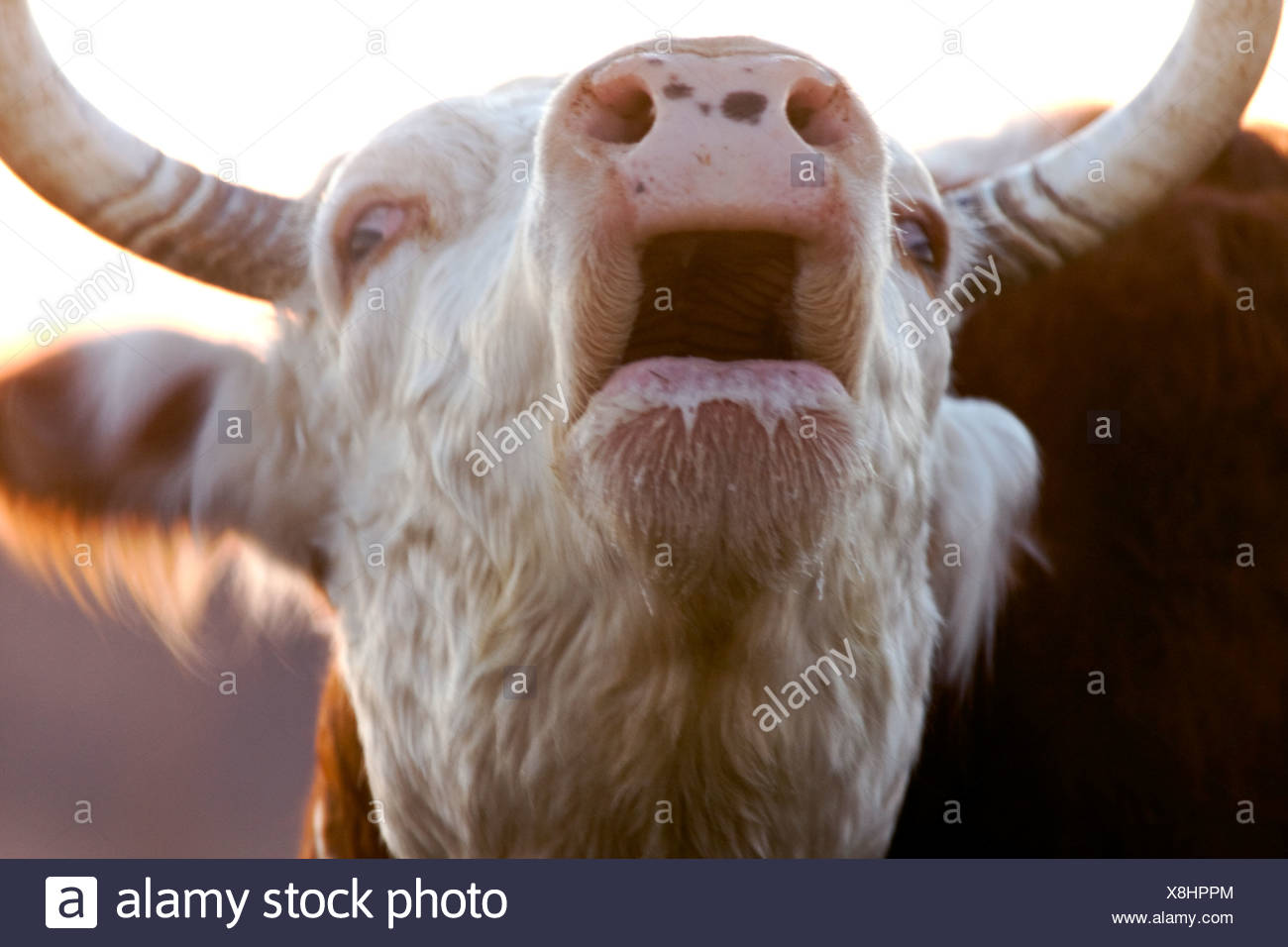 Moo Cow High Resolution Stock Photography and Images - Alamy