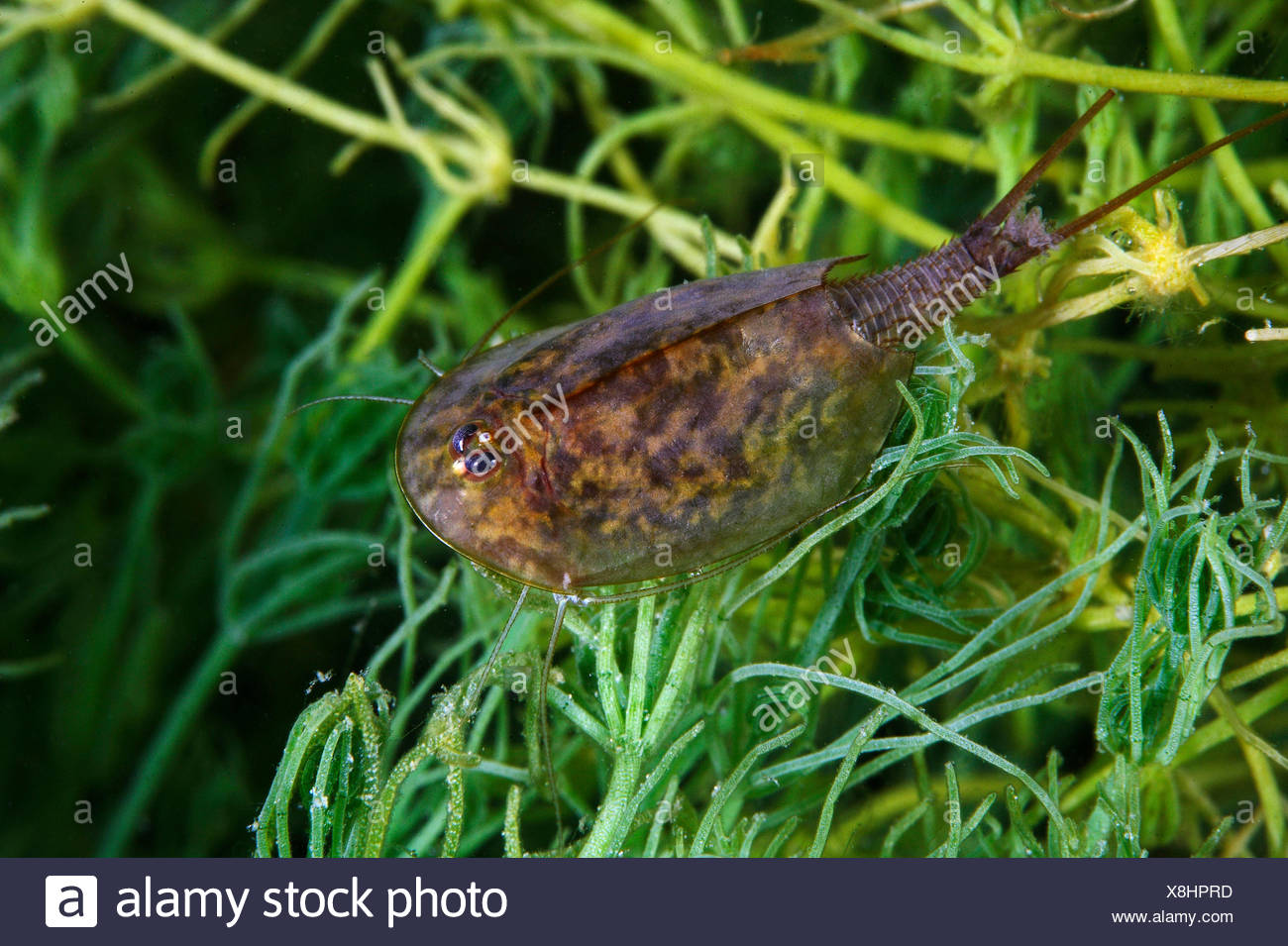Triops Triops Spec High Resolution Stock Photography and Images - Alamy