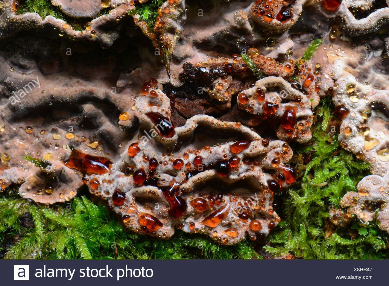 Fungus Fruiting Body Stock Photos & Fungus Fruiting Body Stock Images ...