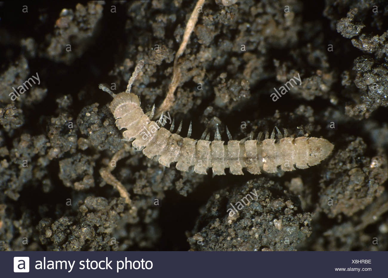 Back To Roots High Resolution Stock Photography and Images - Alamy