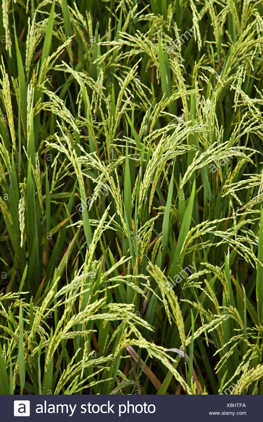Flowering Rice Plant Stock Photos & Flowering Rice Plant Stock Images ...