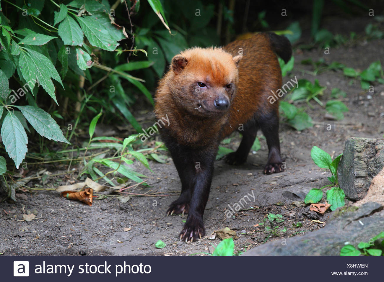 Speothos Venaticus High Resolution Stock Photography and Images - Alamy