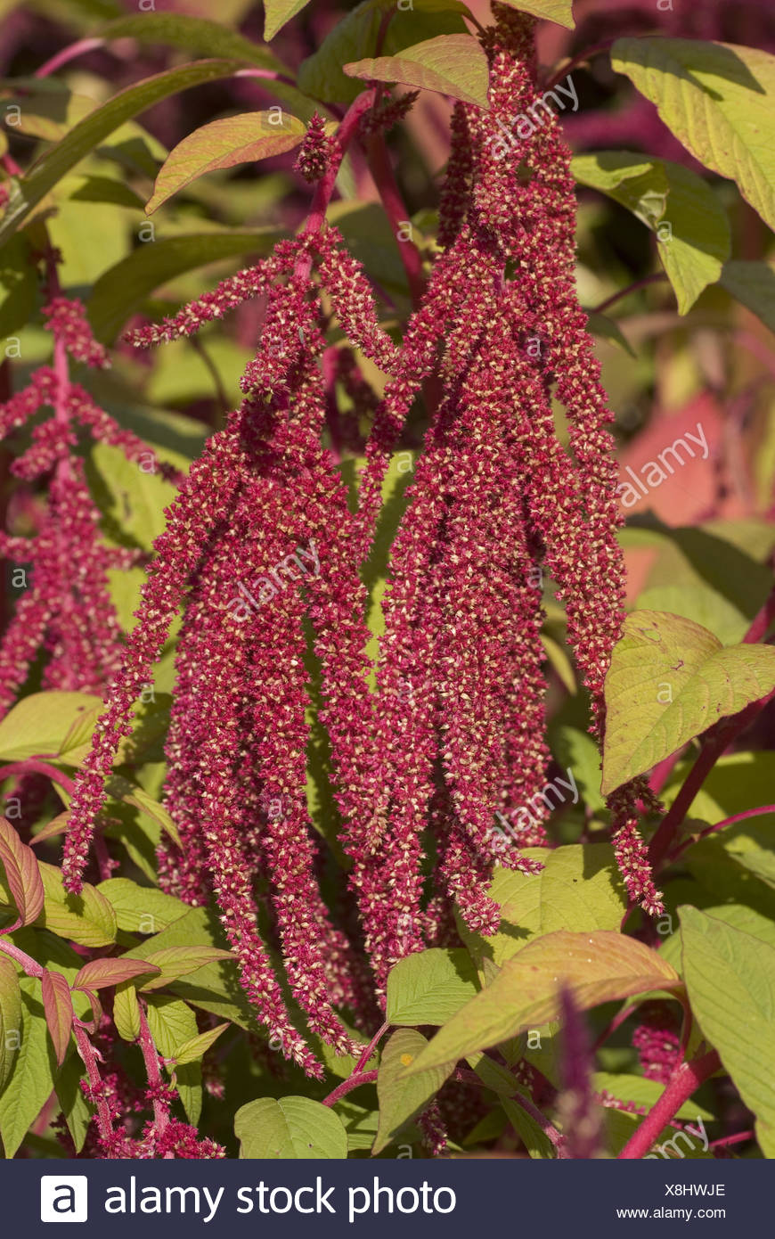 Amaranth Love Lies Bleeding High Resolution Stock Photography and ...