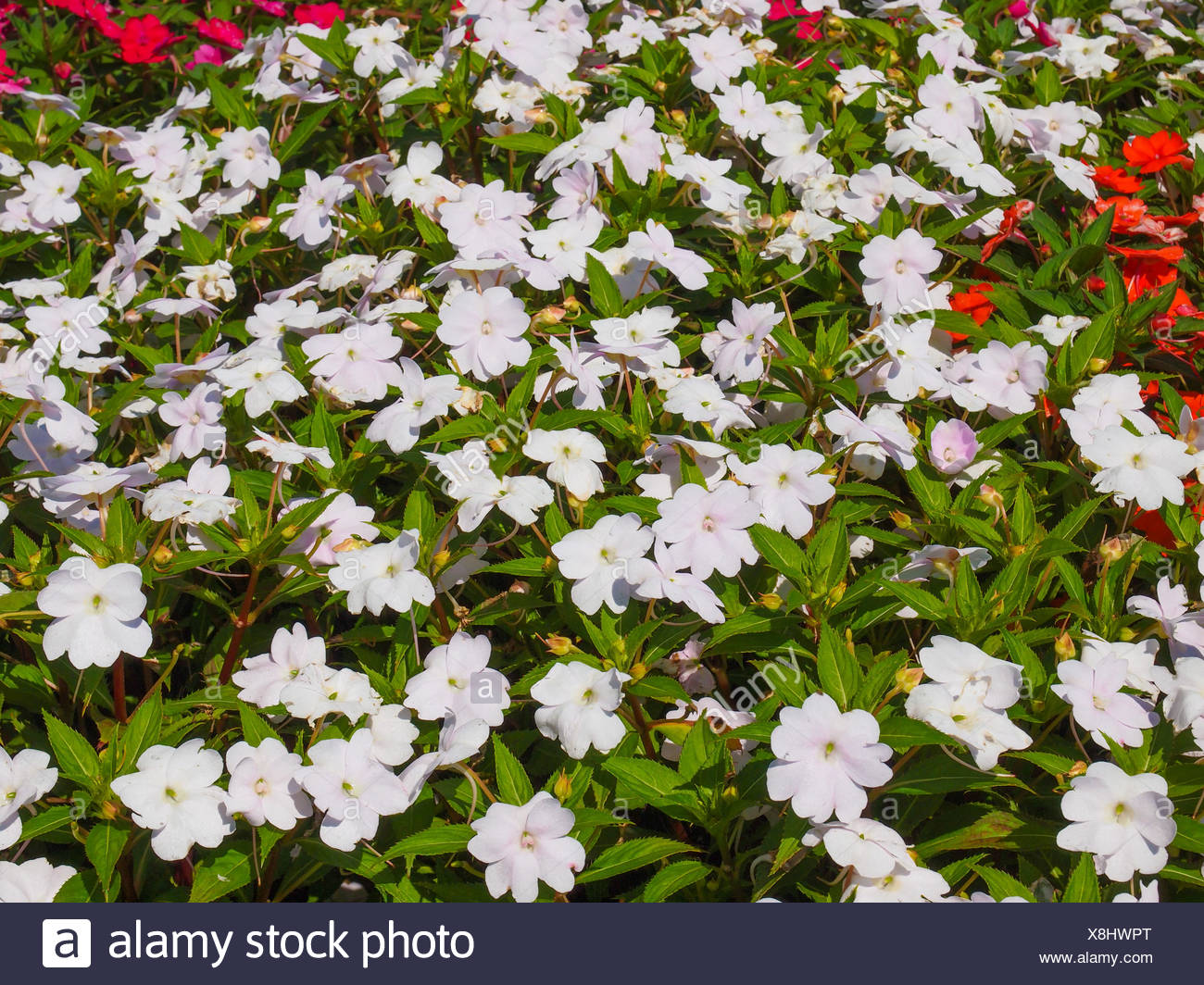 Papua New Guinea Flower Stock Photos & Papua New Guinea Flower Stock ...