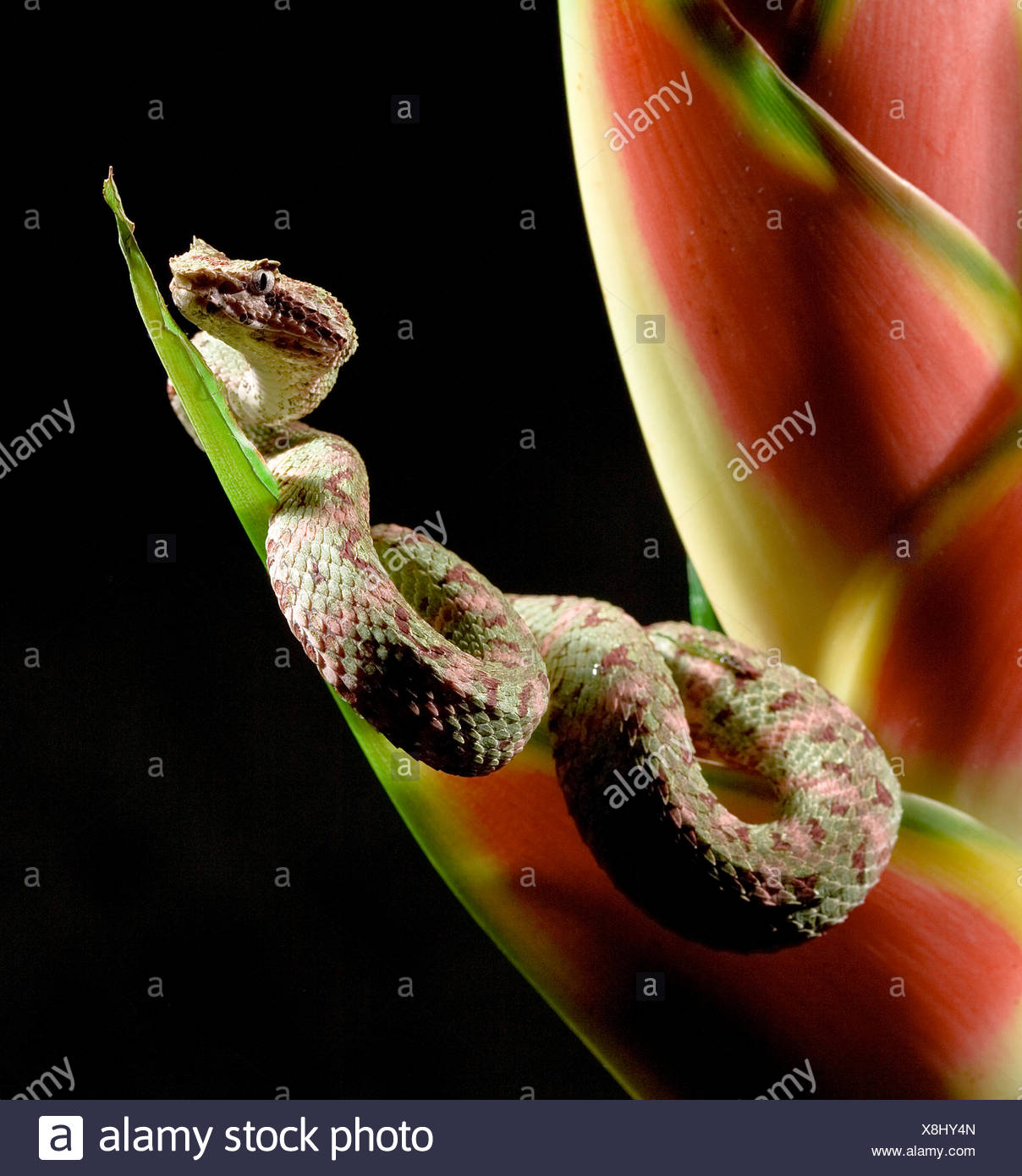 Poisonous Snake Stock Photos & Poisonous Snake Stock Images - Alamy