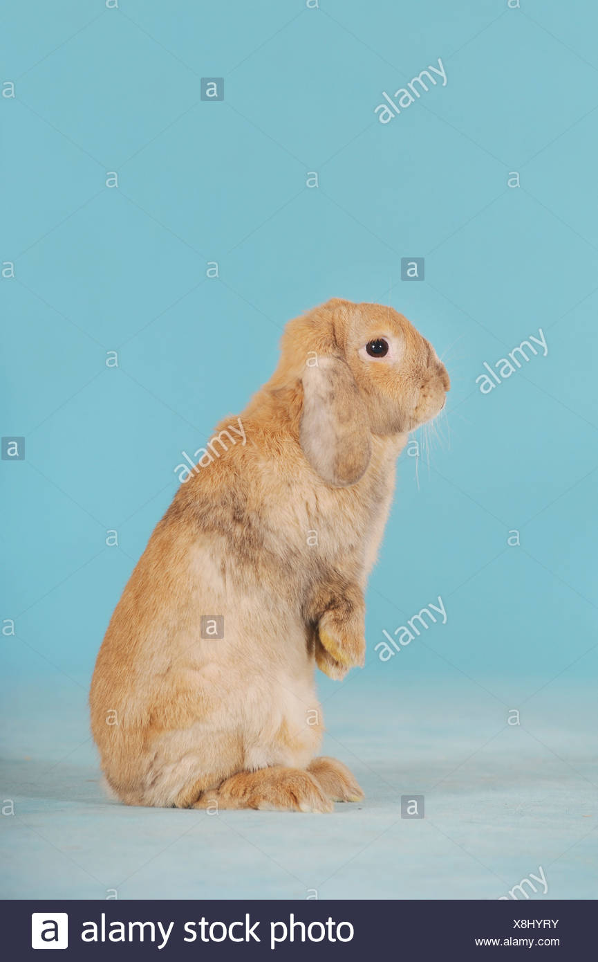 Rabbit Standing On Hind Legs High Resolution Stock Photography and ...
