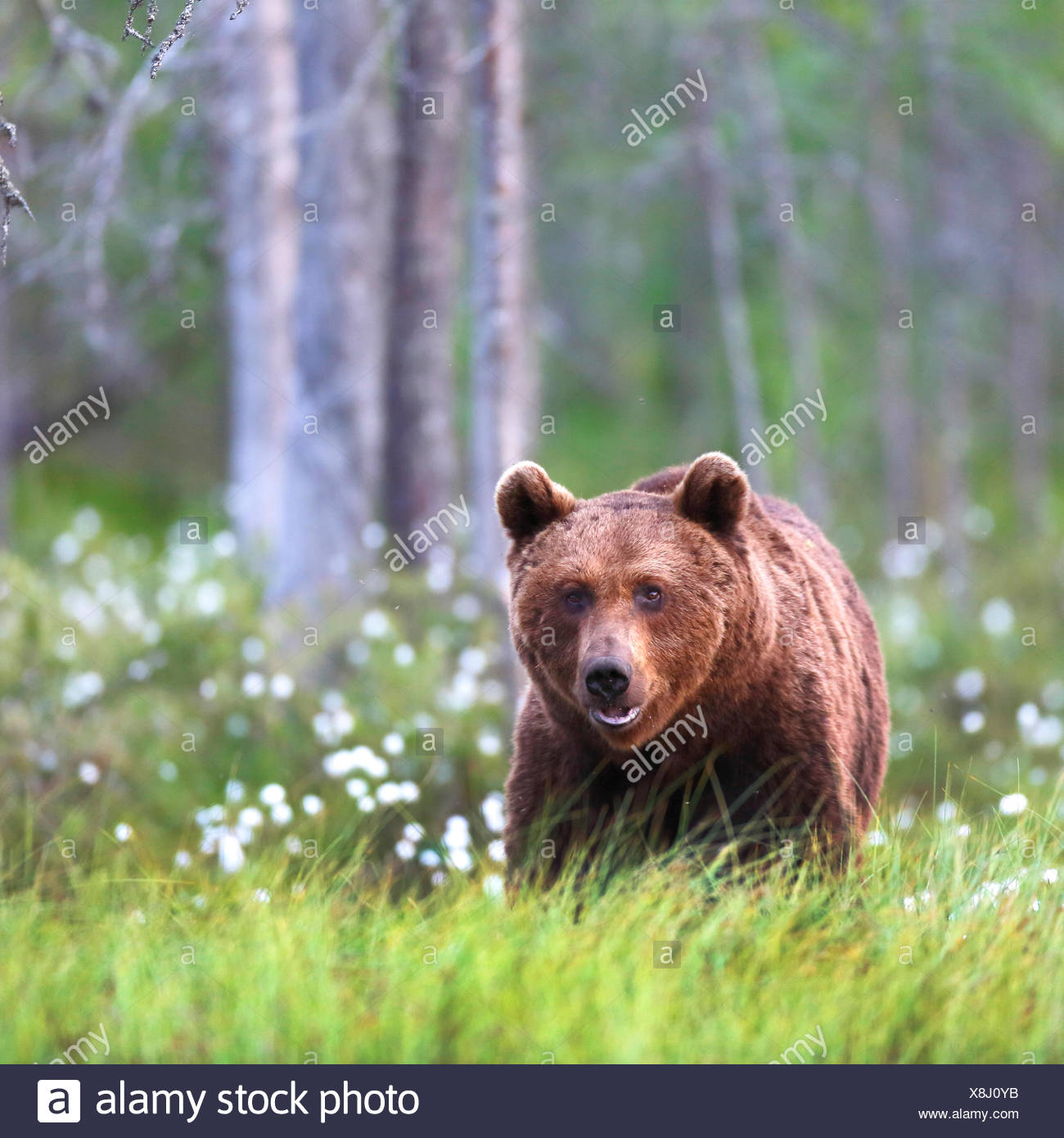Bear Marsh High Resolution Stock Photography and Images - Alamy