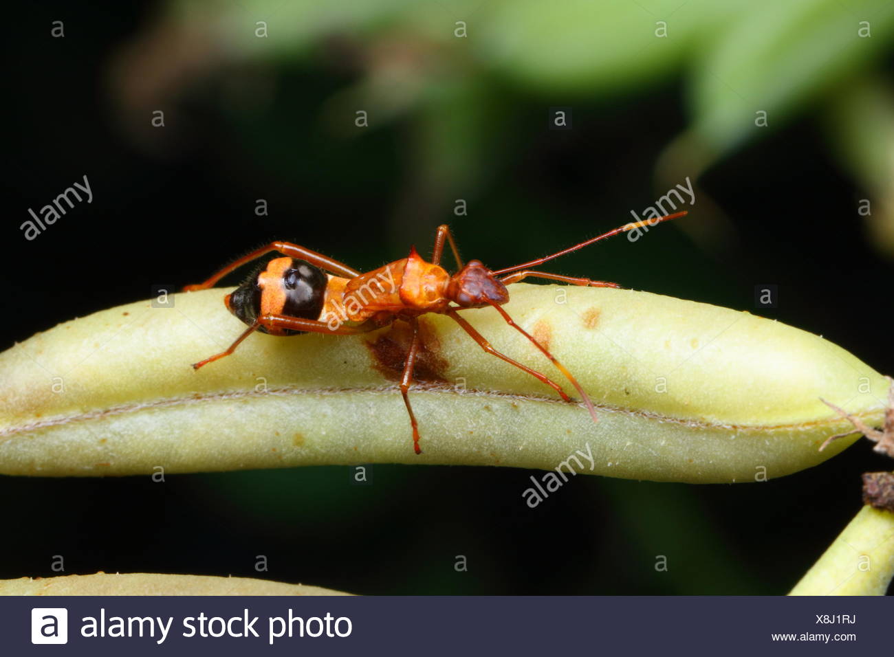 Box Bug High Resolution Stock Photography and Images - Alamy