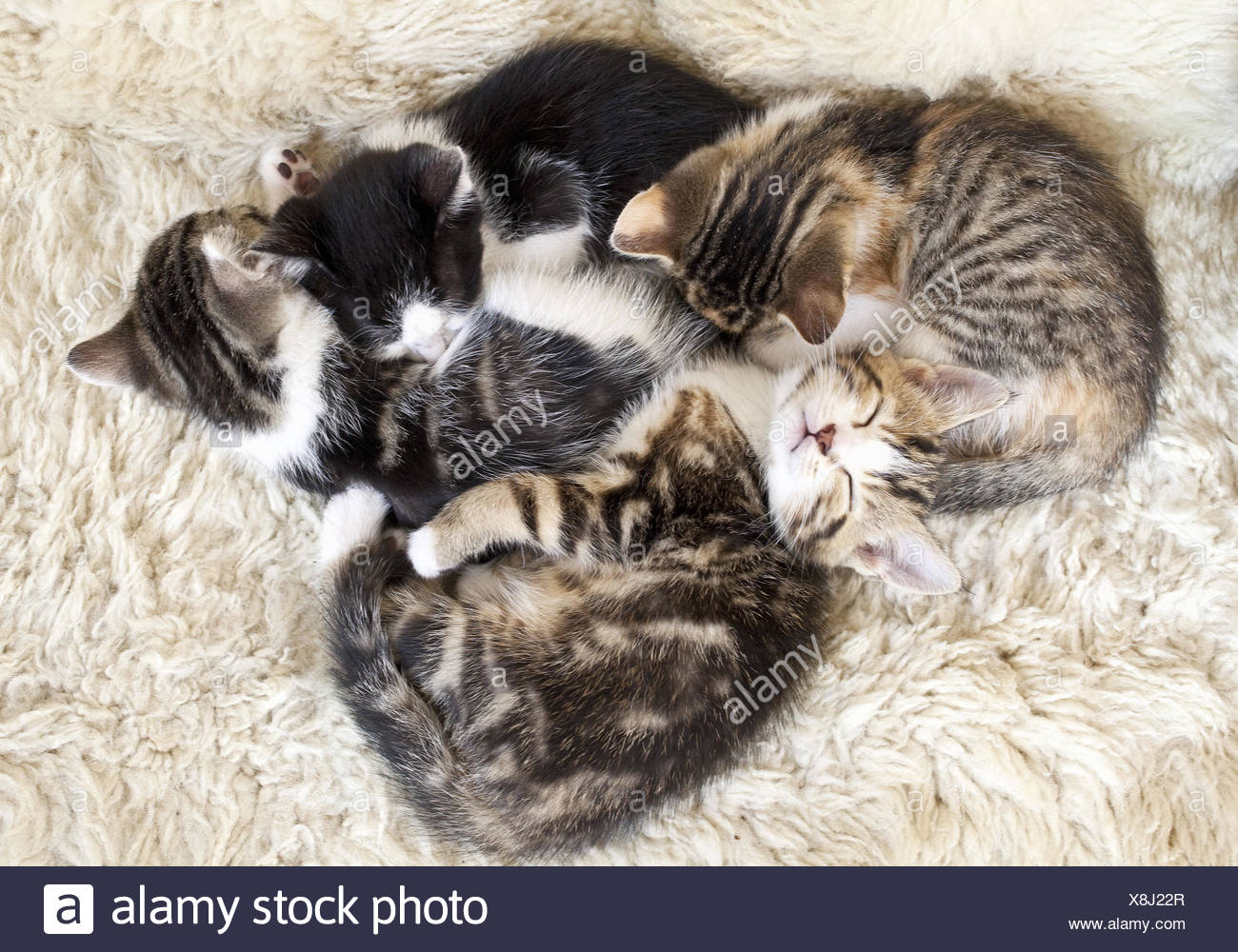 Cuddling Kittens High Resolution Stock Photography and Images - Alamy