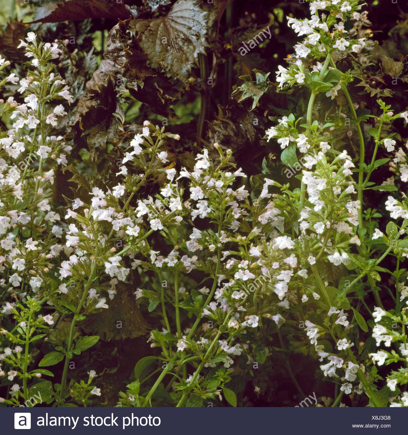 Calamintha Nepeta High Resolution Stock Photography and Images - Alamy