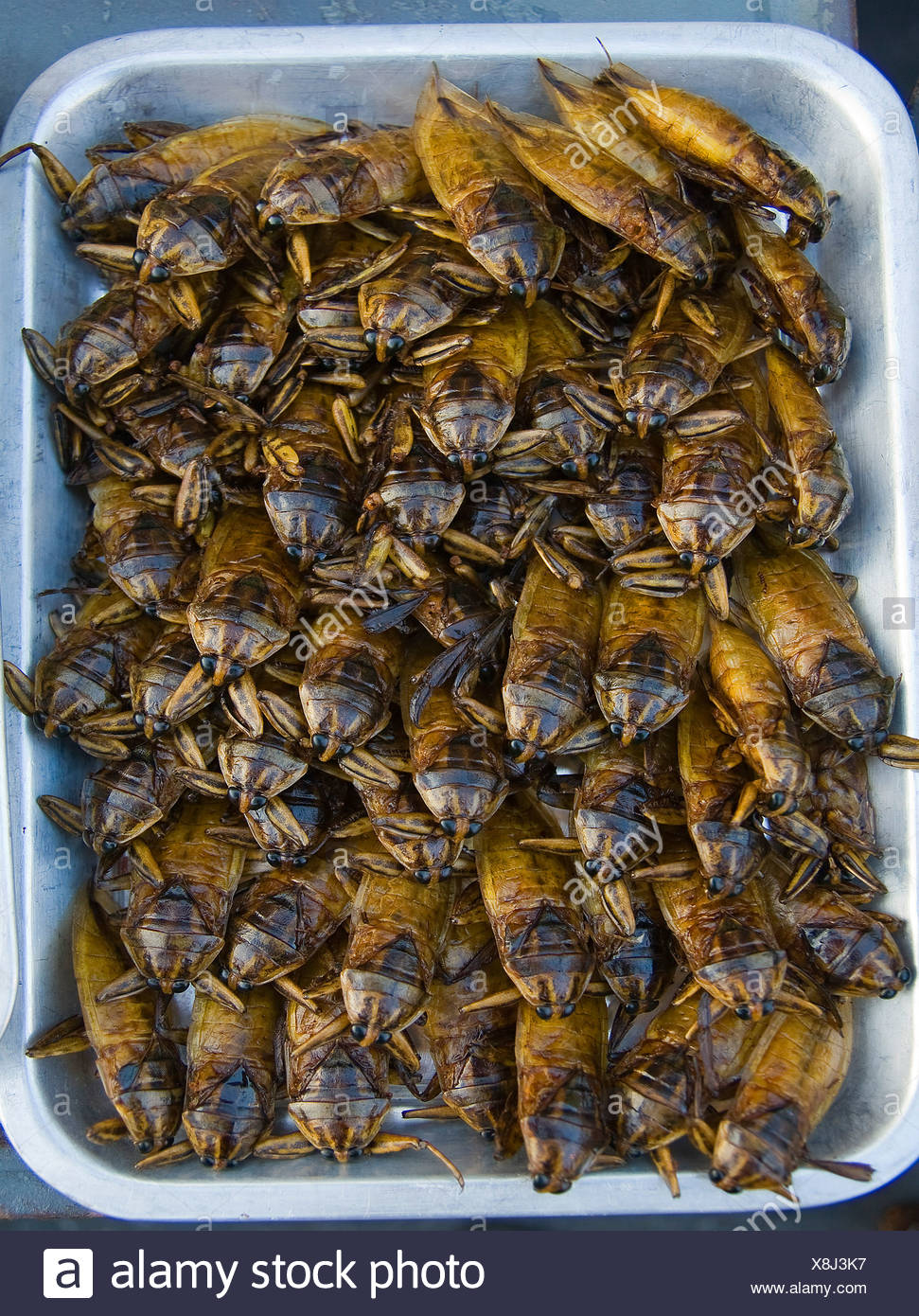 Beetles High Resolution Stock Photography and Images - Alamy