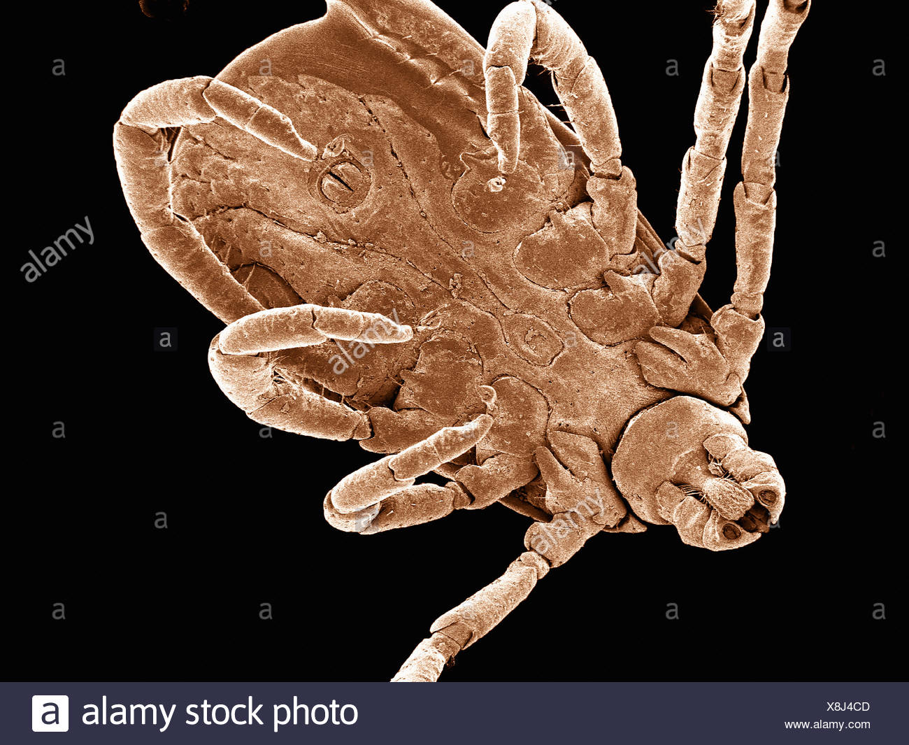 Dog Tick High Resolution Stock Photography and Images - Alamy