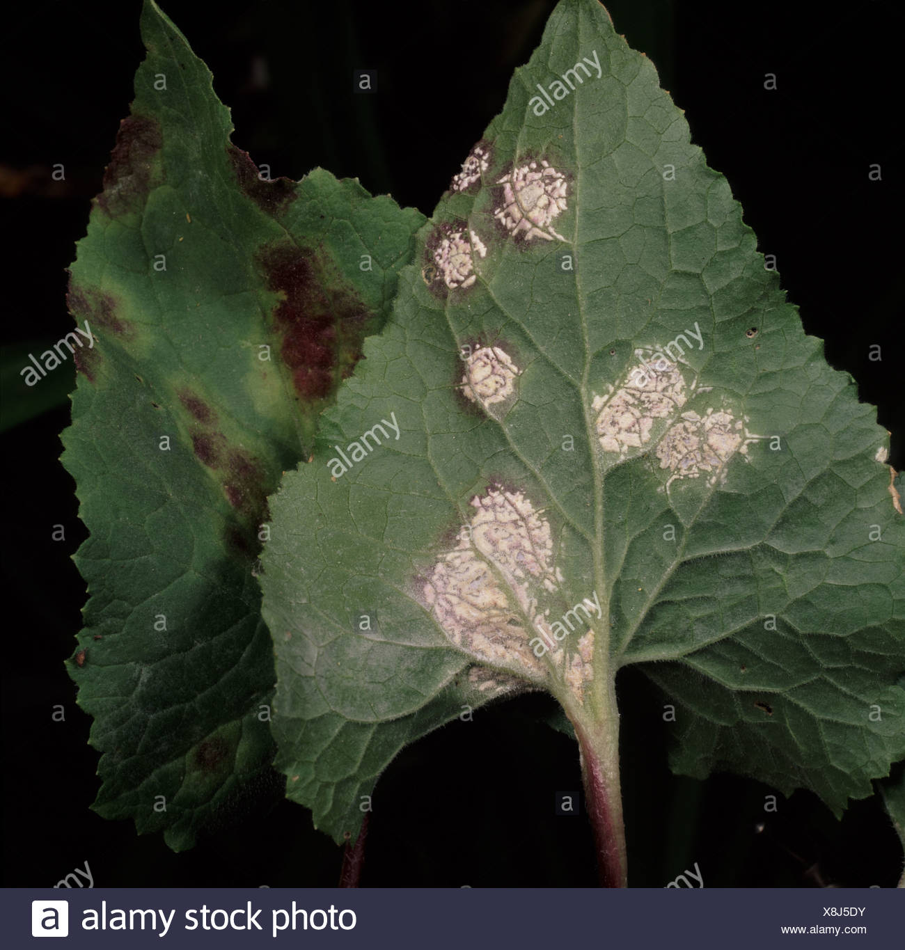 Albugo High Resolution Stock Photography and Images - Alamy