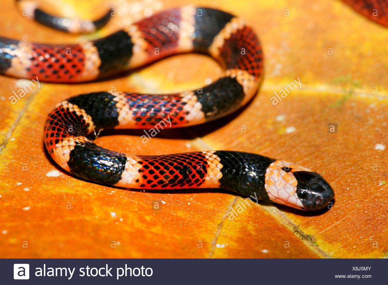 Micrurus Alleni High Resolution Stock Photography and Images - Alamy