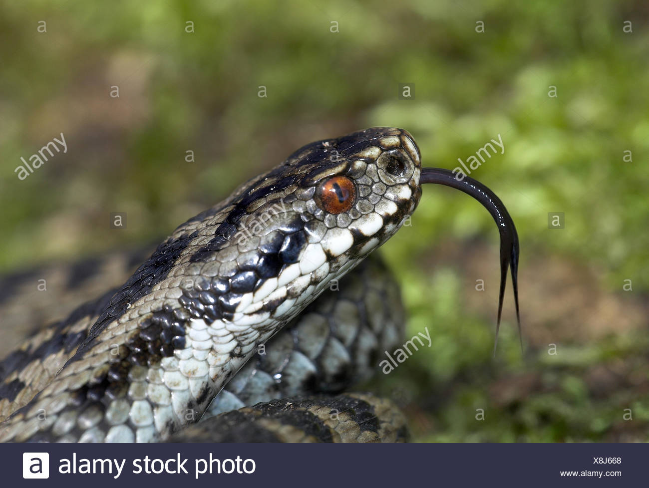 Hissing Viper High Resolution Stock Photography and Images - Alamy