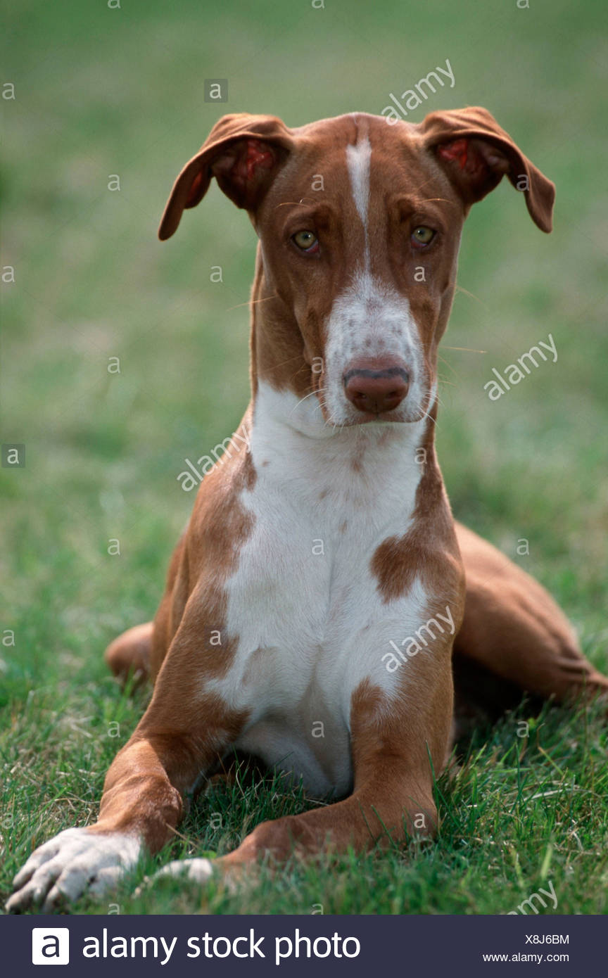 Podenco Canario High Resolution Stock Photography and Images - Alamy