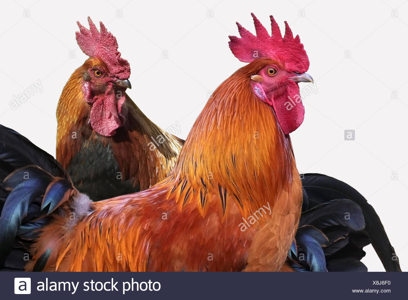 Rooster Roosters High Resolution Stock Photography and Images - Alamy
