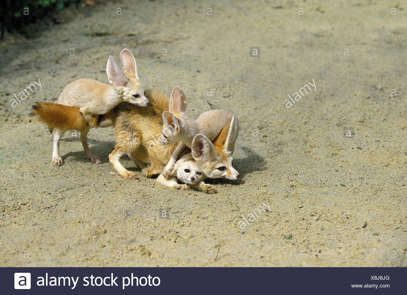 Fennec Fox Fennecus Zerda Vulpes High Resolution Stock Photography and ...