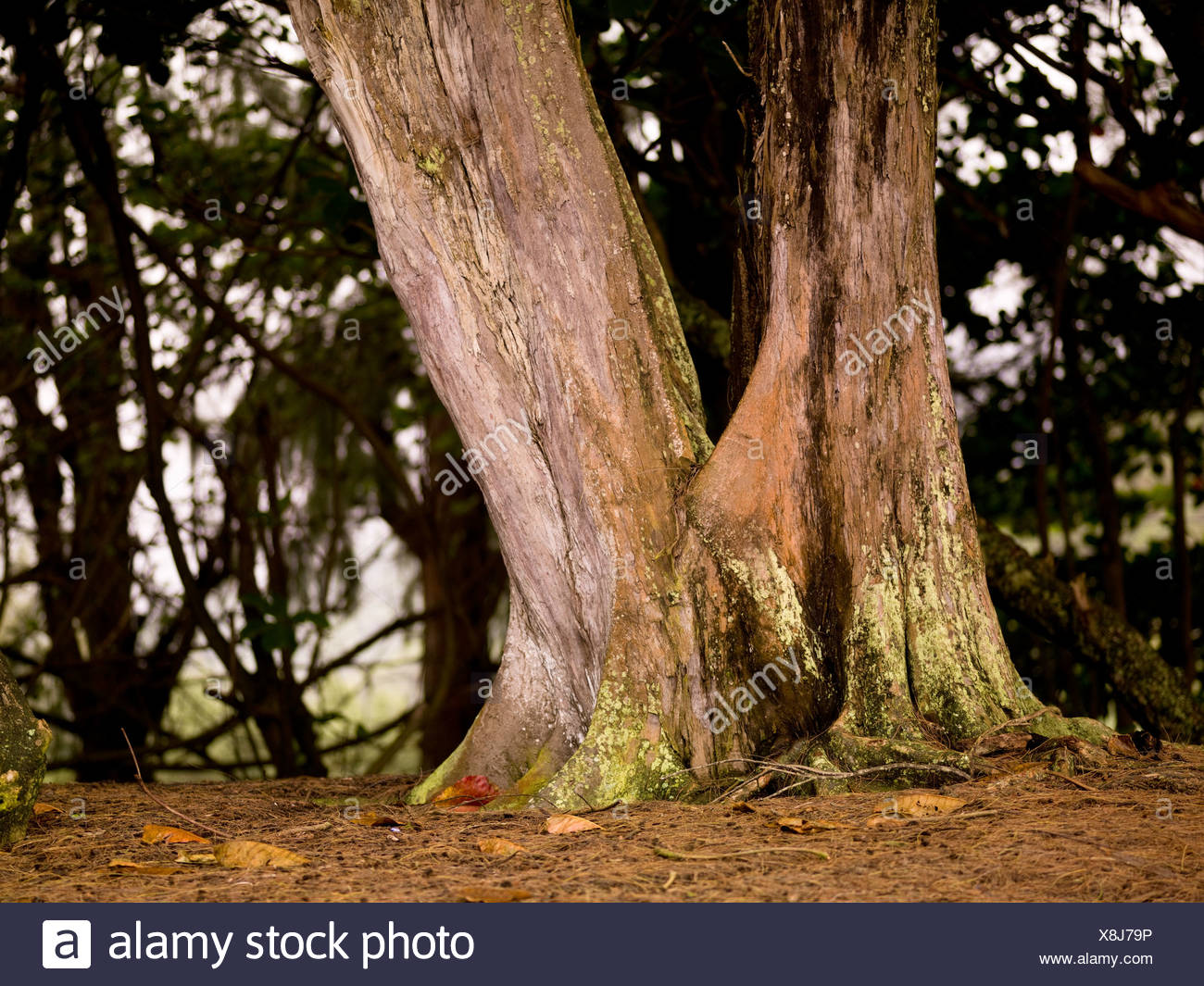 Base Of A Tree Trunk Stock Photos & Base Of A Tree Trunk Stock Images ...
