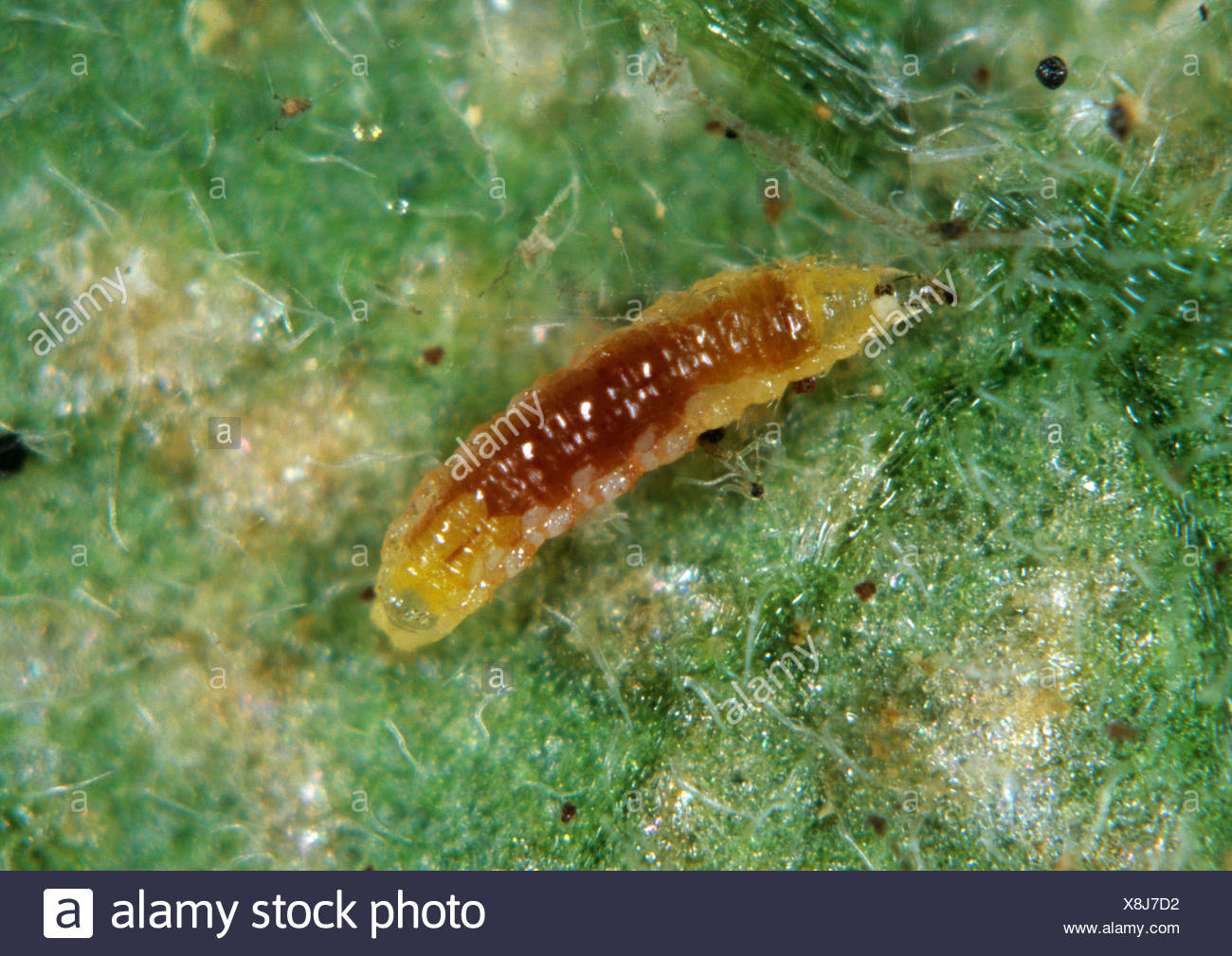 Predatory Mites High Resolution Stock Photography and Images - Alamy