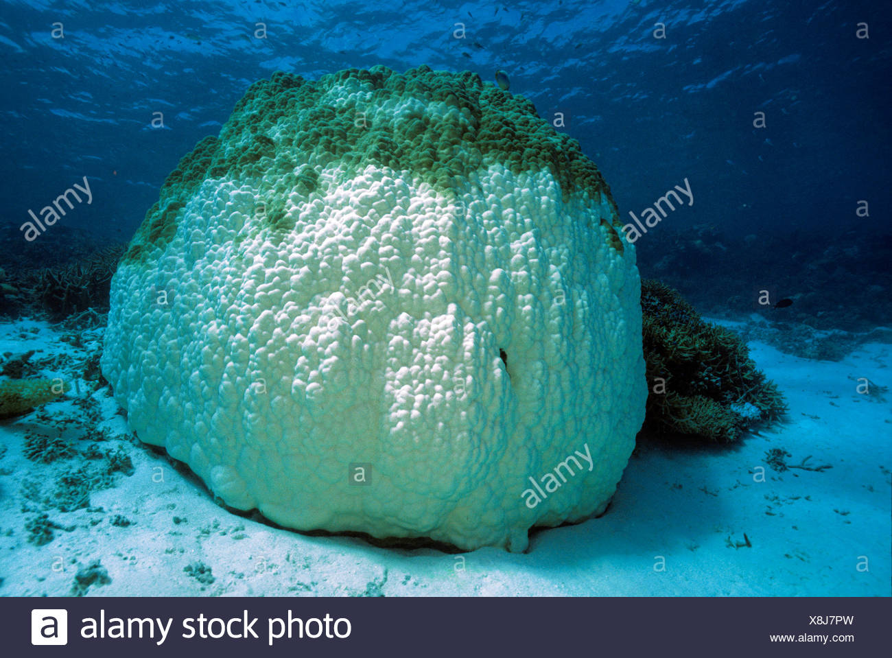 Porites Lobata High Resolution Stock Photography and Images - Alamy