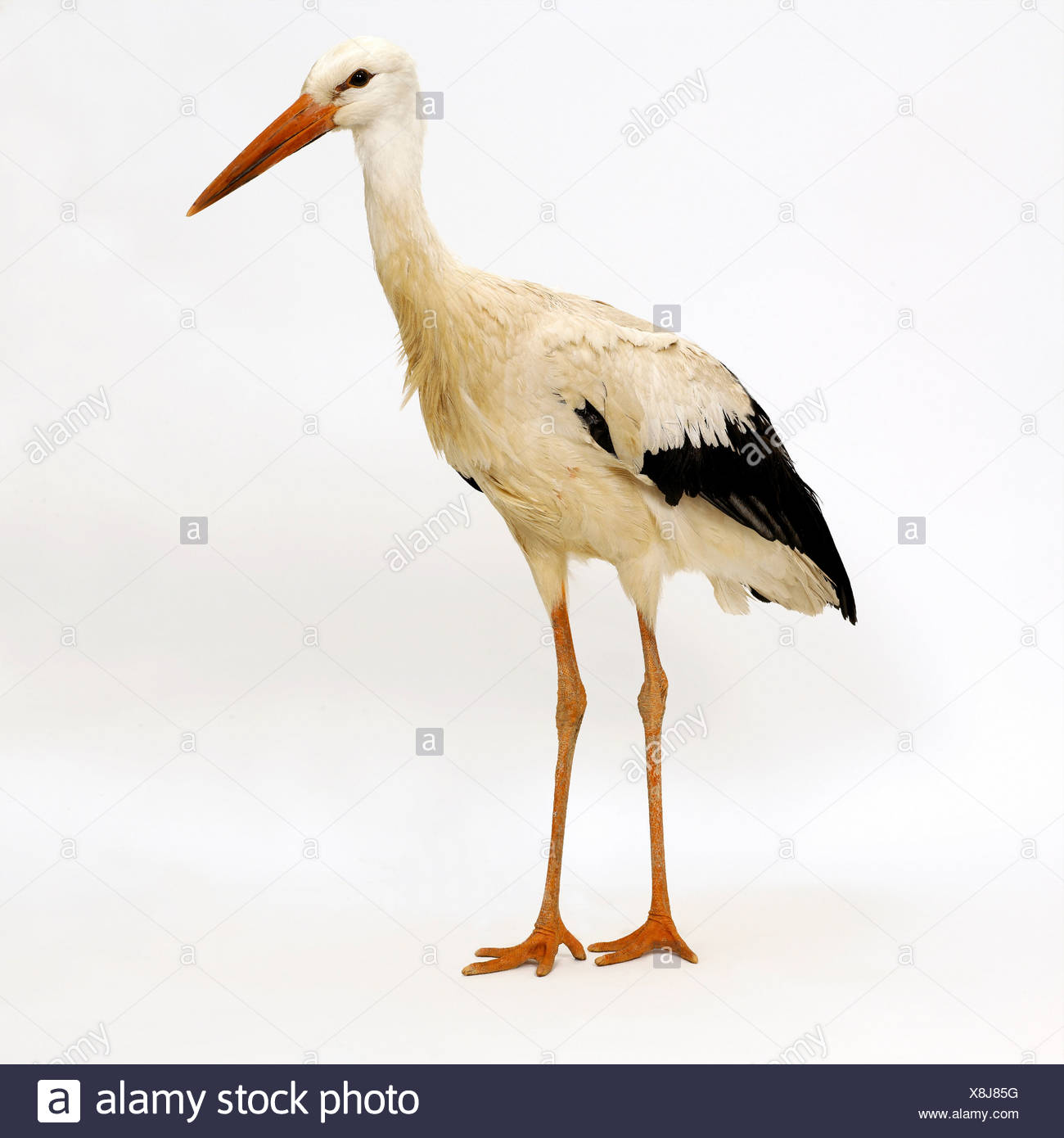 Stork Stock Photos & Stork Stock Images - Alamy