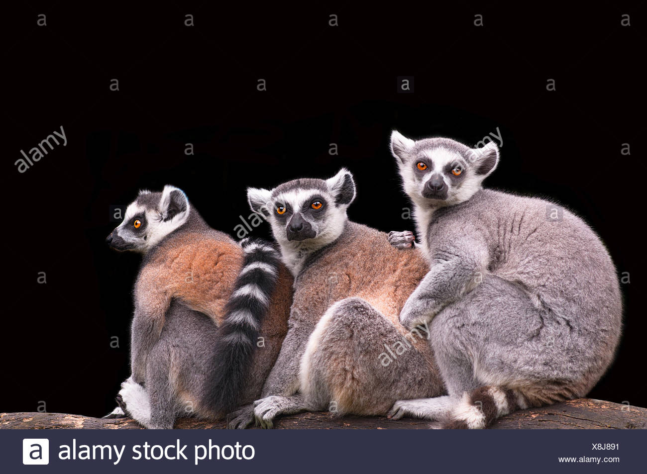 Monkey Madagascar 3 High Resolution Stock Photography and Images - Alamy