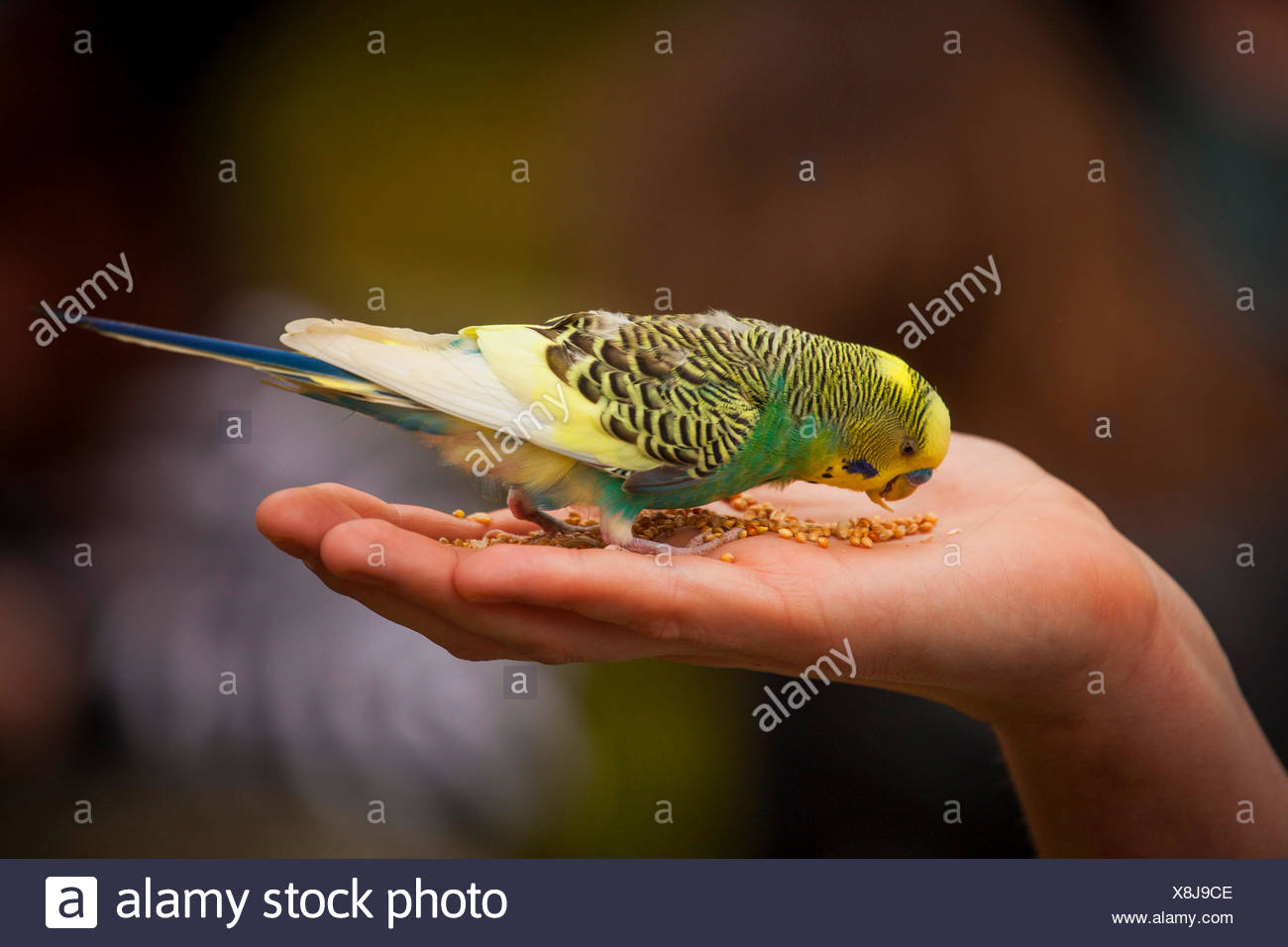 Green And Yellow Budgie High Resolution Stock Photography and Images ...