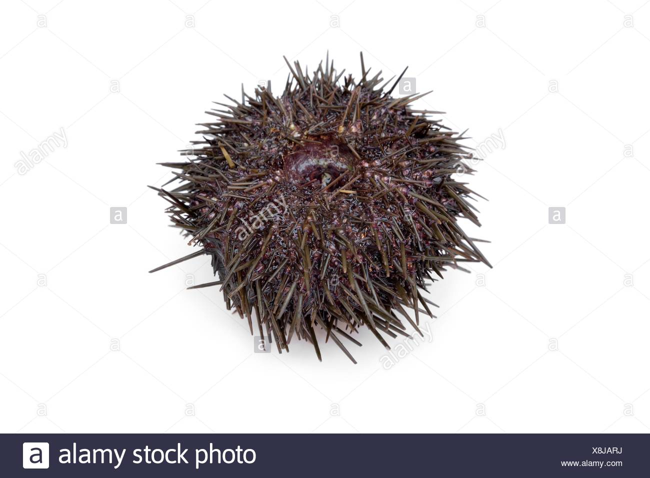 Sea Urchin White Background High Resolution Stock Photography and ...