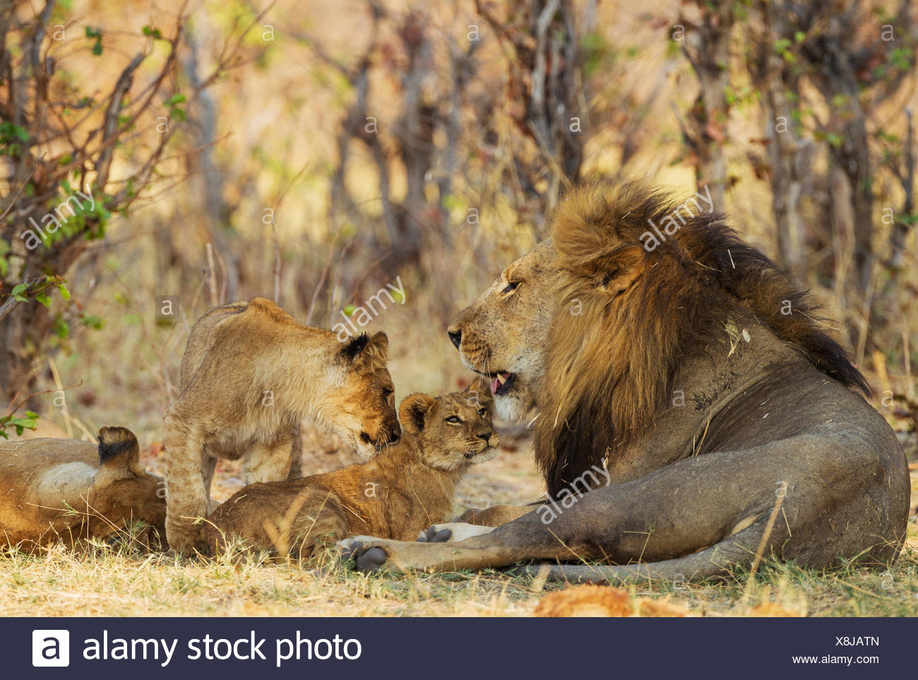 Lion Family High Resolution Stock Photography and Images - Alamy
